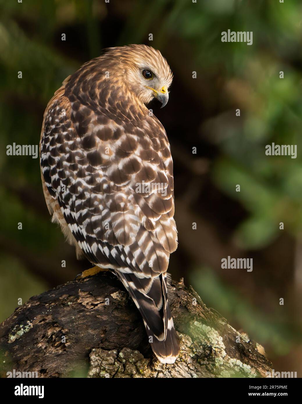 Red shouldered hawk hi-res stock photography and images - Alamy
