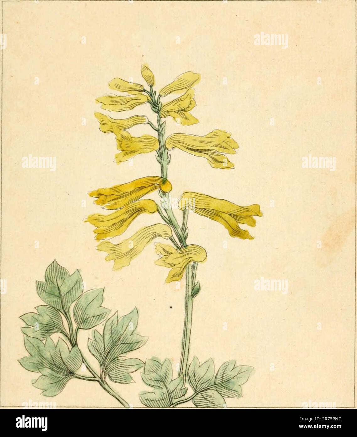 "Elements of the science of botany, as established by Linnaeus; with ...