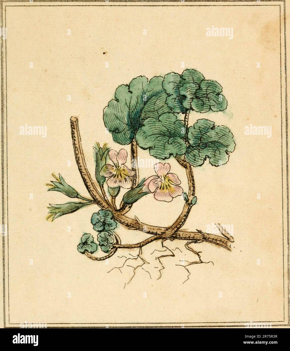 "Elements of the science of botany, as established by Linnaeus; with ...