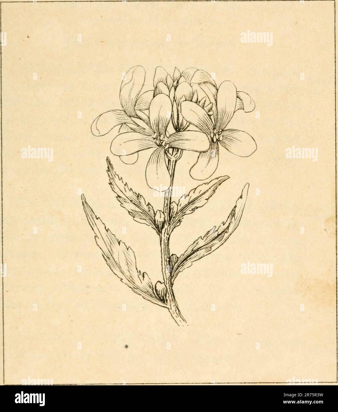 "Elements of the science of botany, as established by Linnaeus; with ...