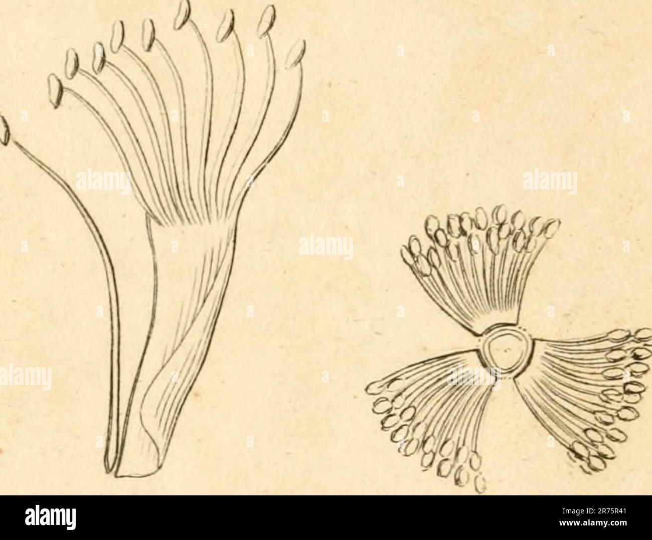 "Elements of the science of botany, as established by Linnaeus; with ...