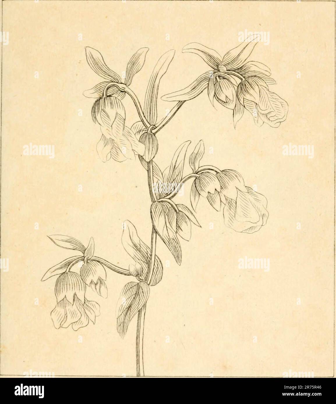 "Elements of the science of botany, as established by Linnaeus; with ...