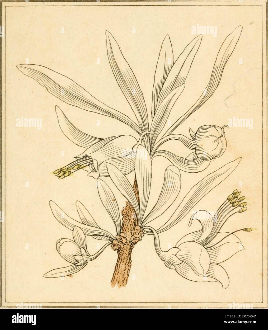 "Elements of the science of botany, as established by Linnaeus; with ...