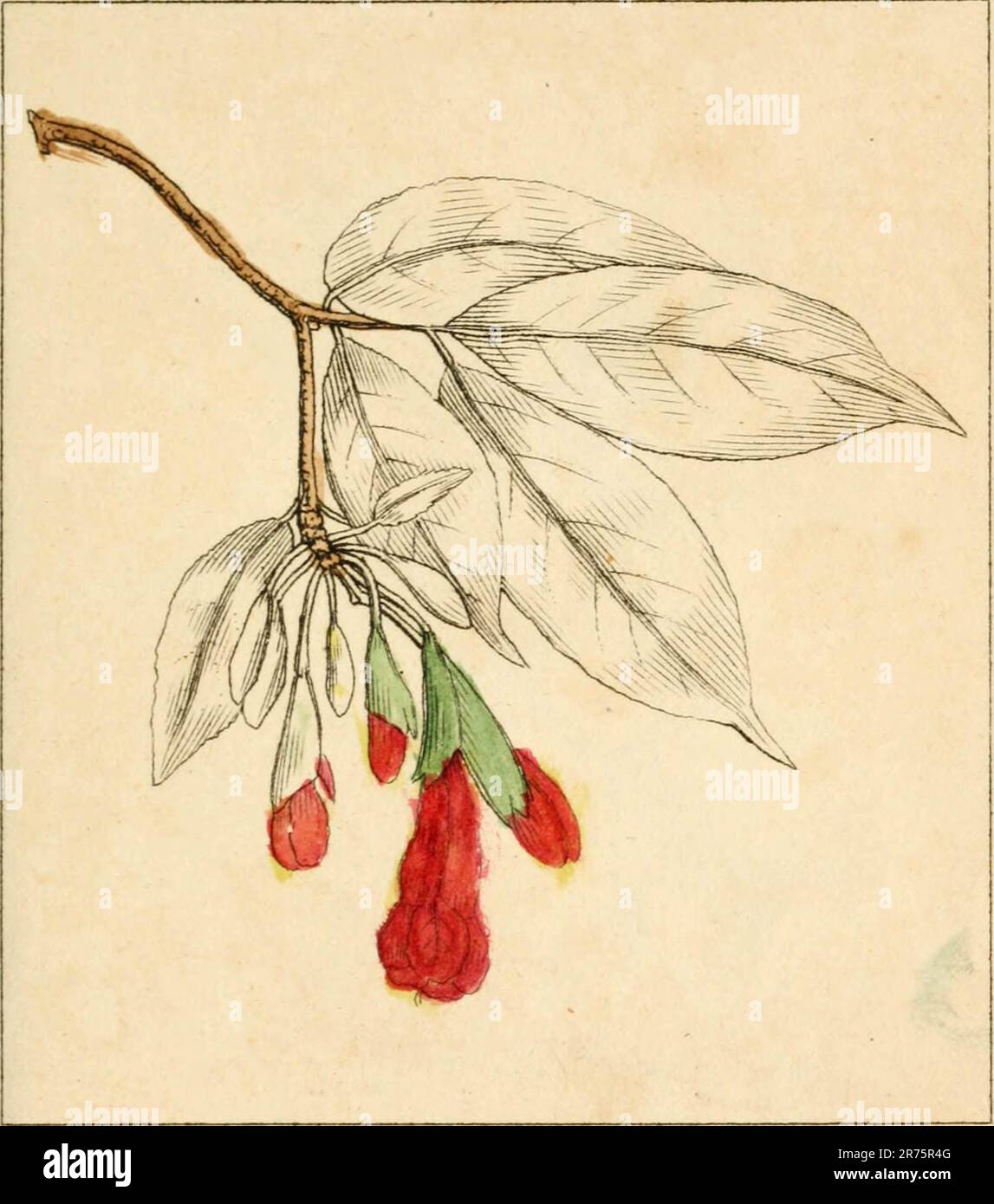 "Elements of the science of botany, as established by Linnaeus; with ...