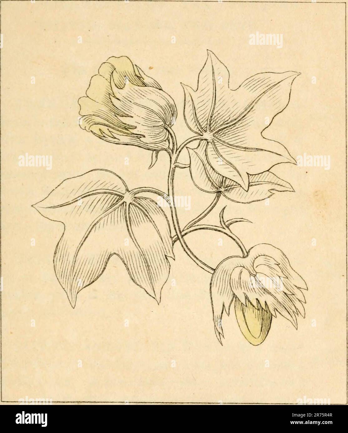 "Elements of the science of botany, as established by Linnaeus; with ...