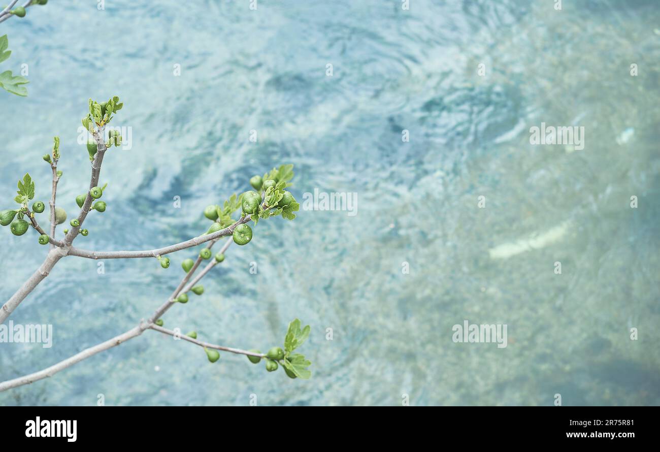 Fig tree branch over a stream, young spring leaves and first fruits on ...