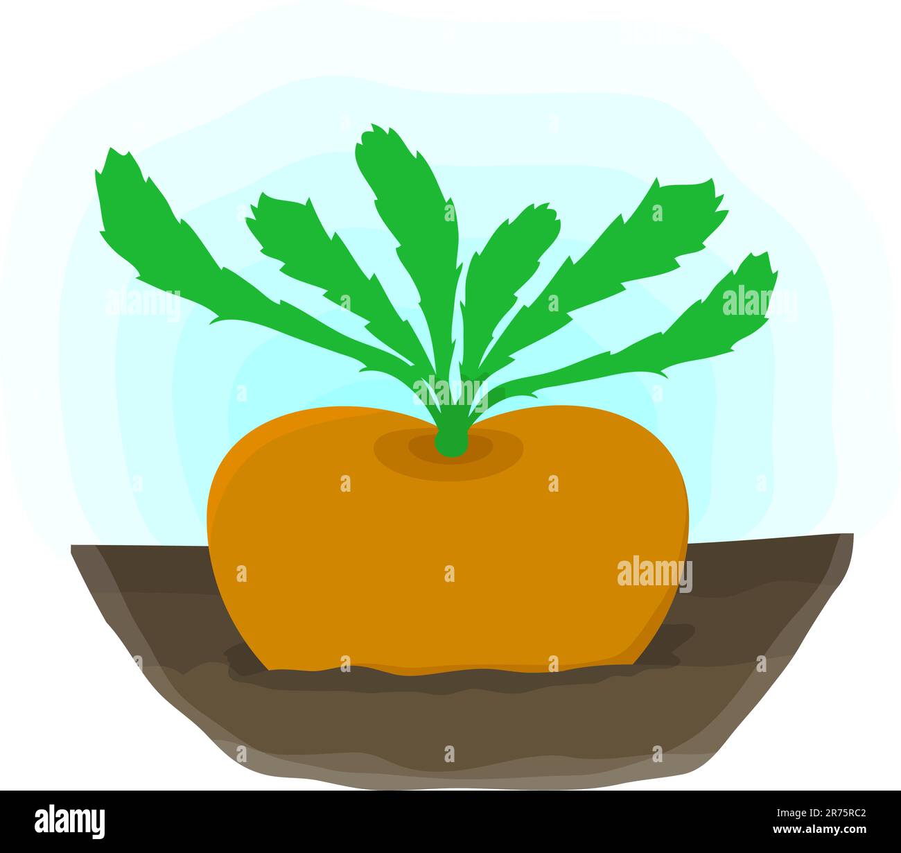 Turnip garden Stock Vector Images - Alamy