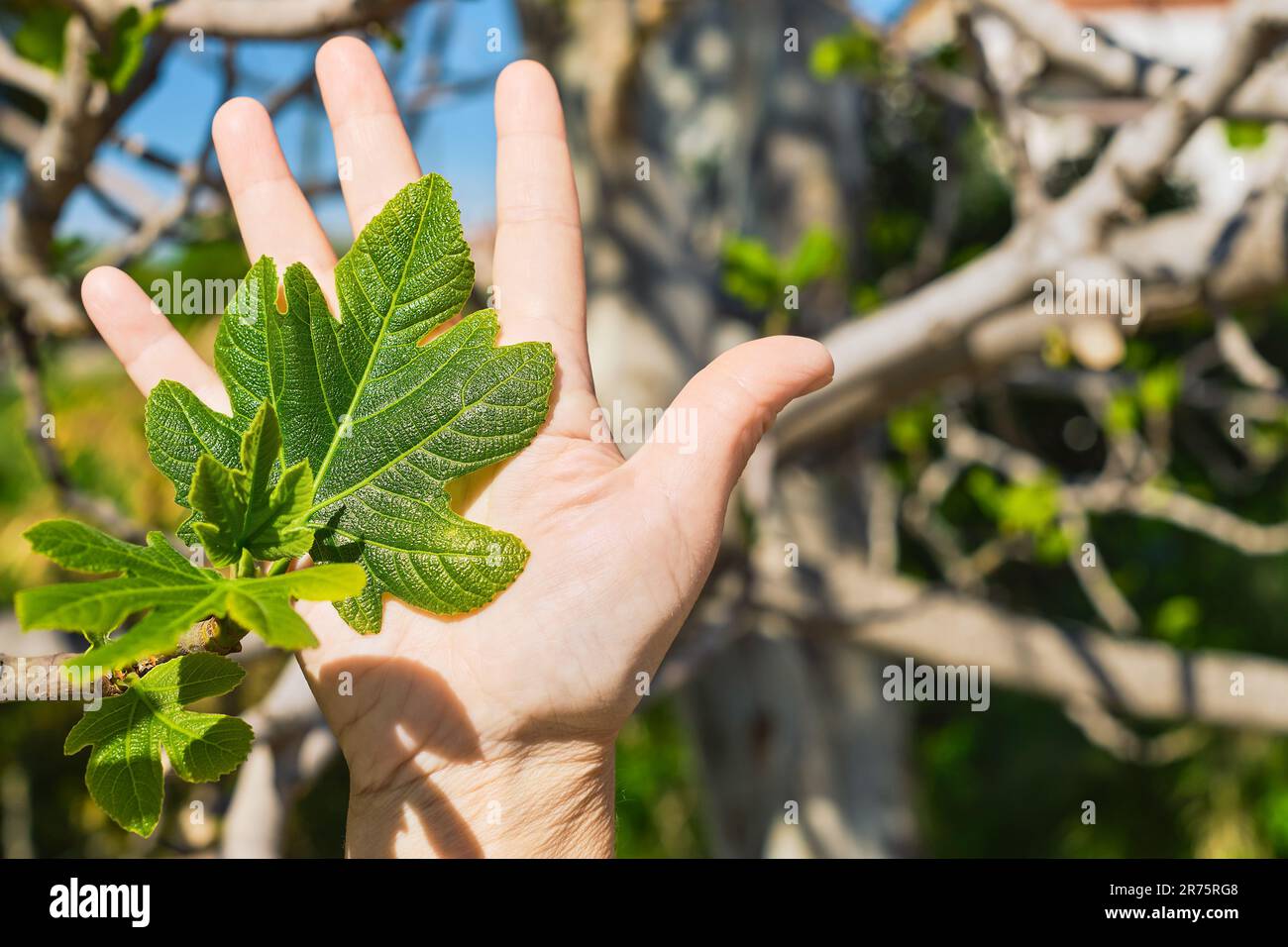 Fig tree leaf in the palm of a woman, young spring leaves and first ...