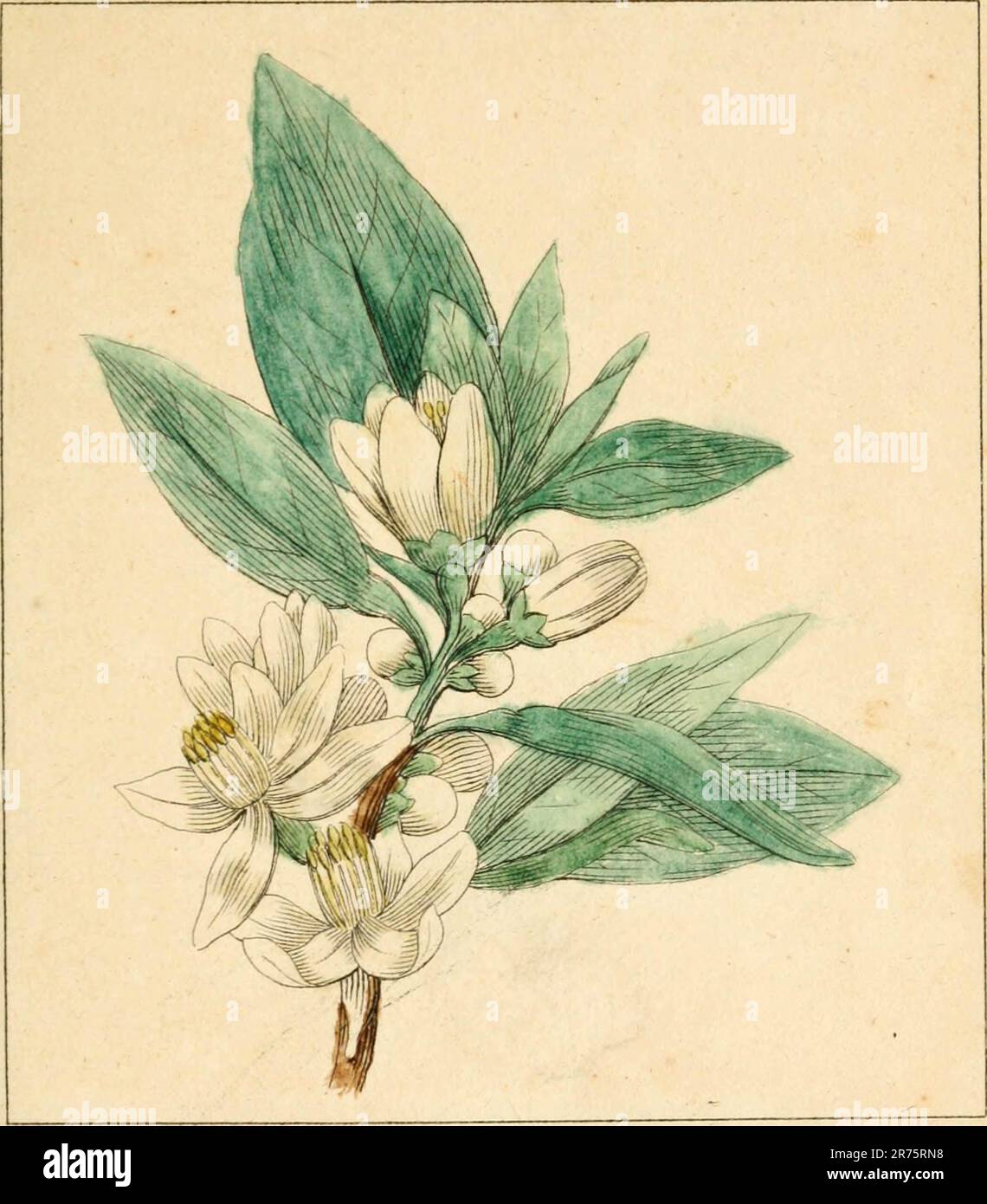 "Elements of the science of botany, as established by Linnaeus; with ...