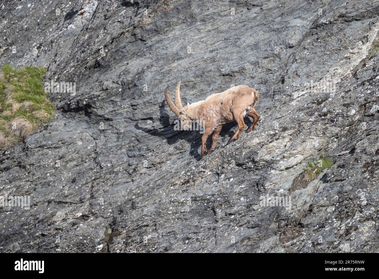 Alpine ibex climbing hi-res stock photography and images - Alamy