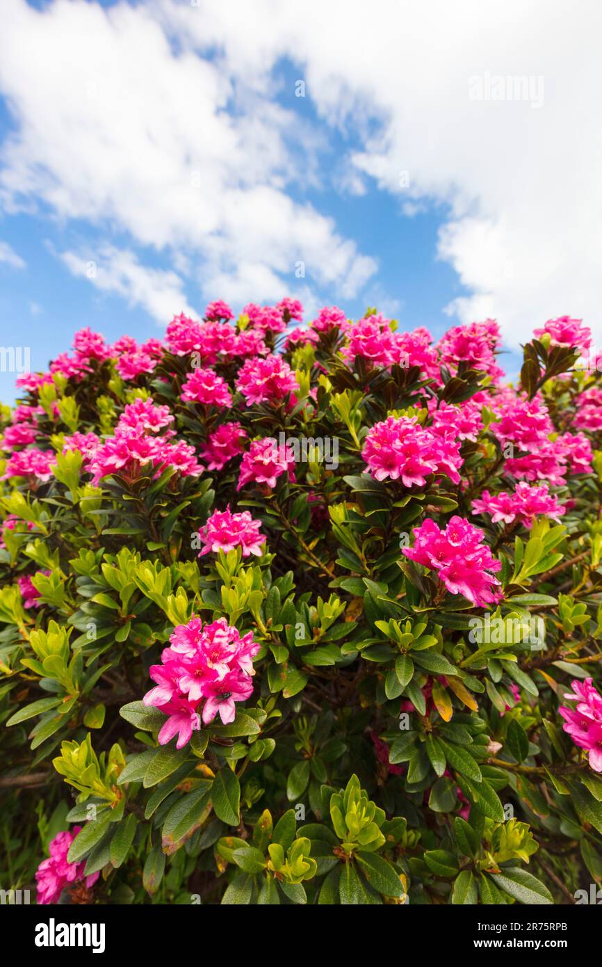 Alpine rose, Rhododendron ferrugineum against white-blue sky Stock ...
