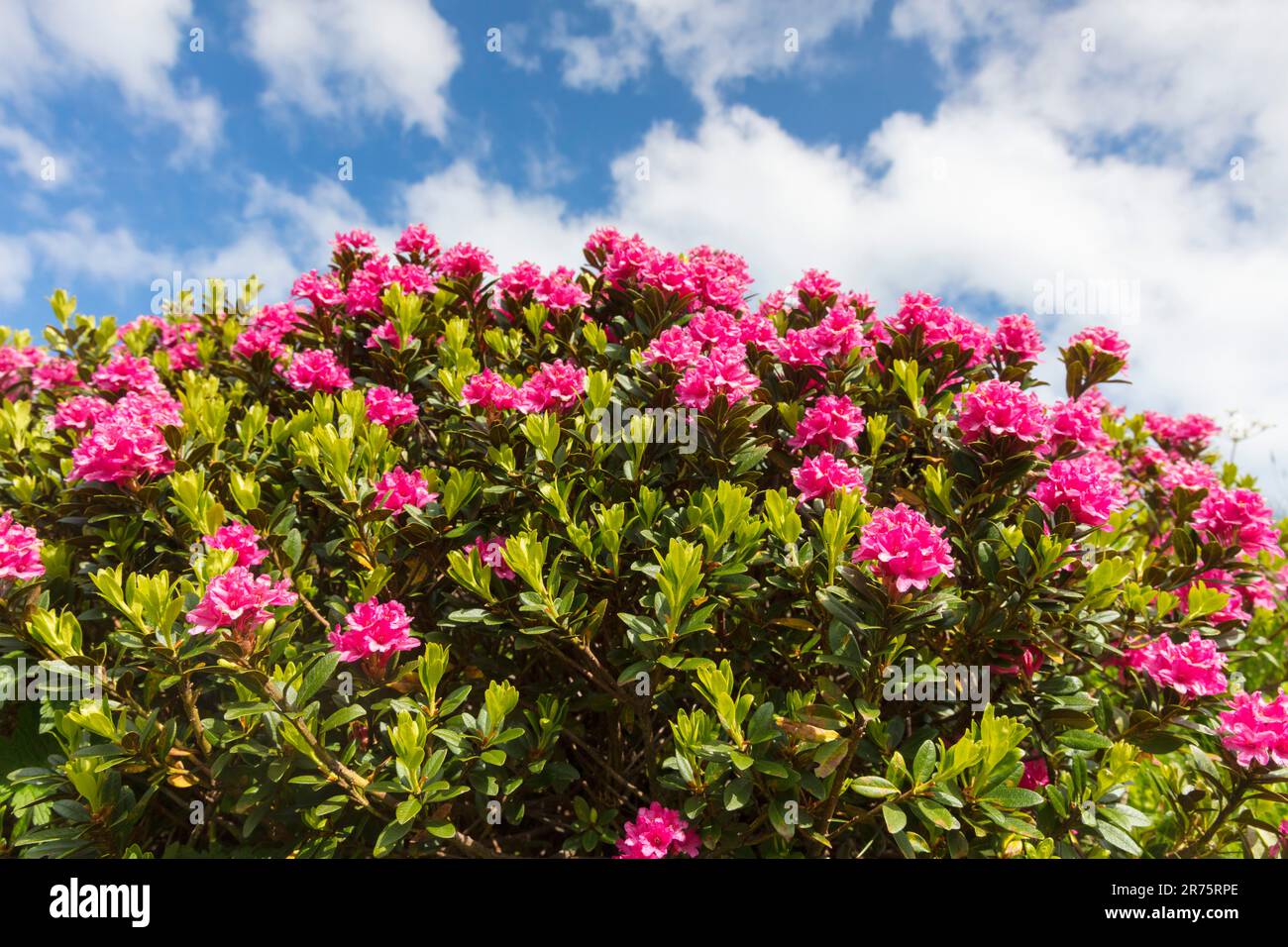 Alpine rose, Rhododendron ferrugineum against white-blue sky Stock ...