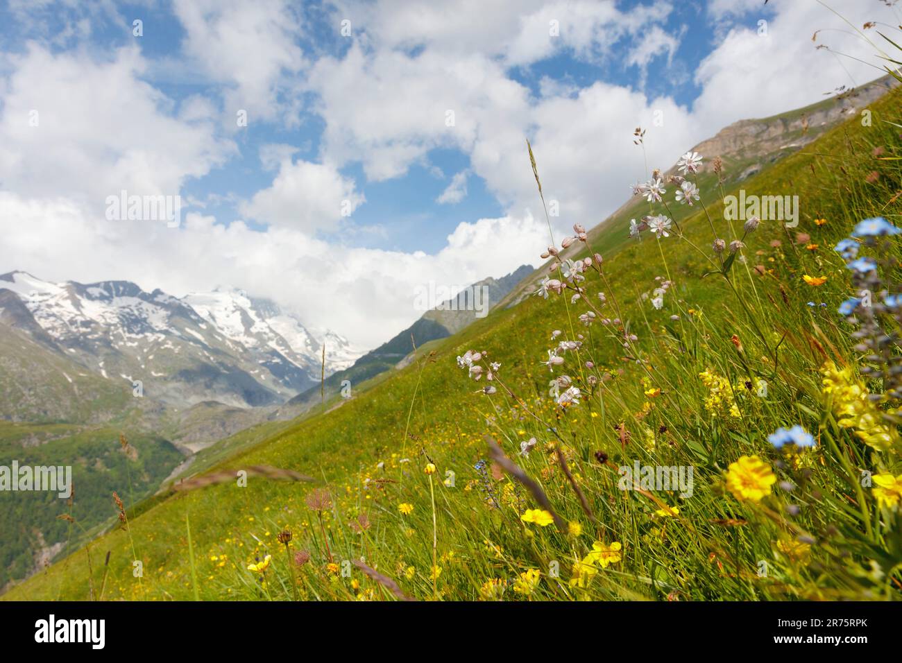 Flower meadow in high mountain with various high alpine herbs and ...