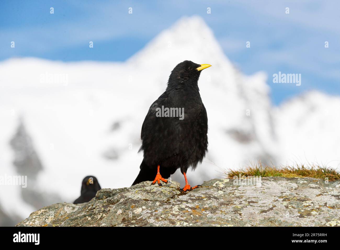 Alpine chough in front of Großglockner, looks to the side Stock Photo ...