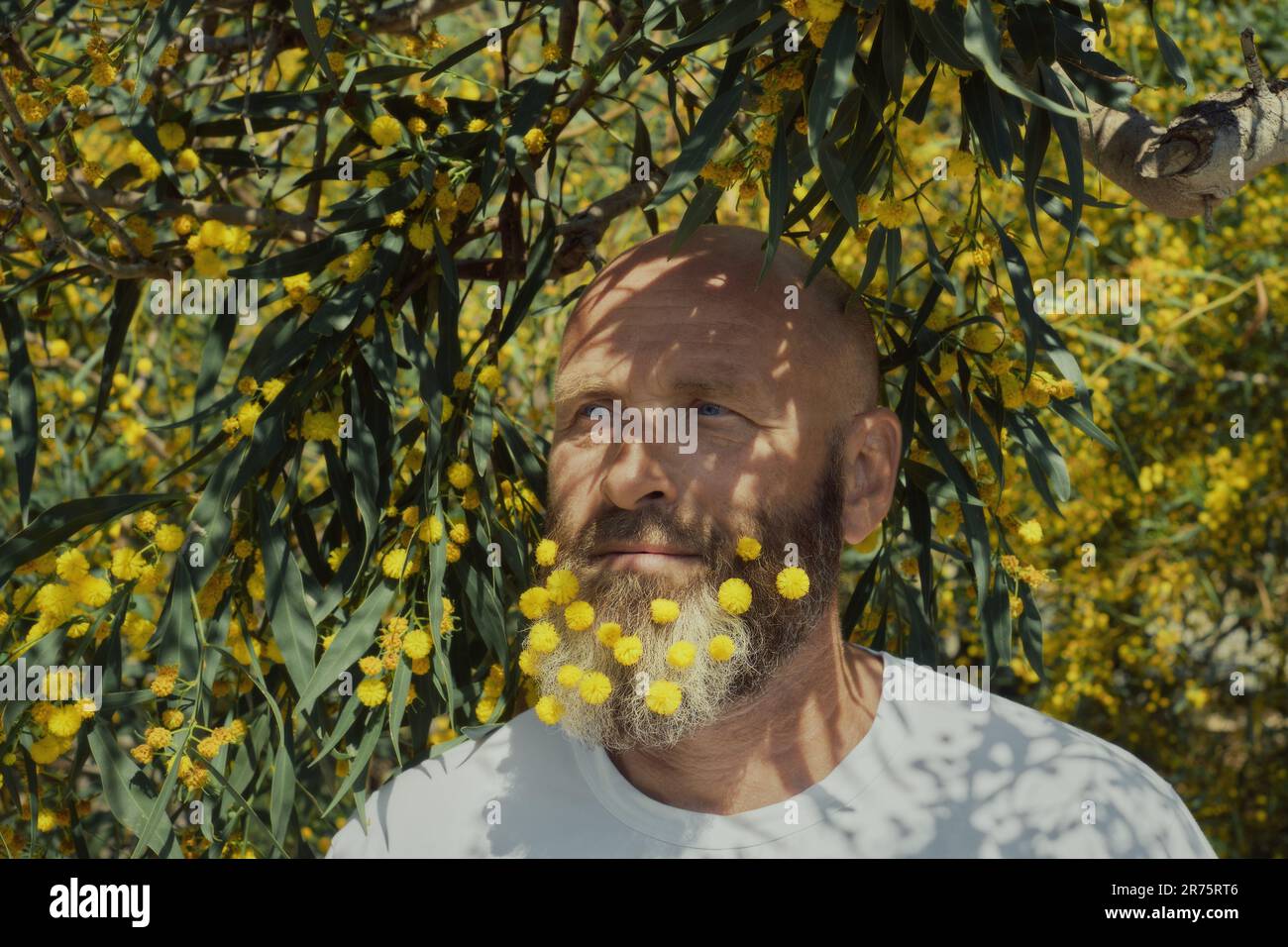 Portrait of an adult man with a beard with mimosa flowers. Idea for ...