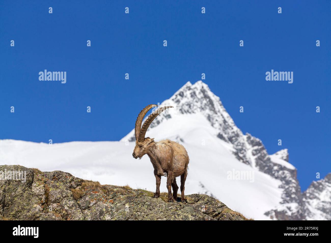 Alpine ibex, Capra ibex in front of snow covered Großglockner with blue ...