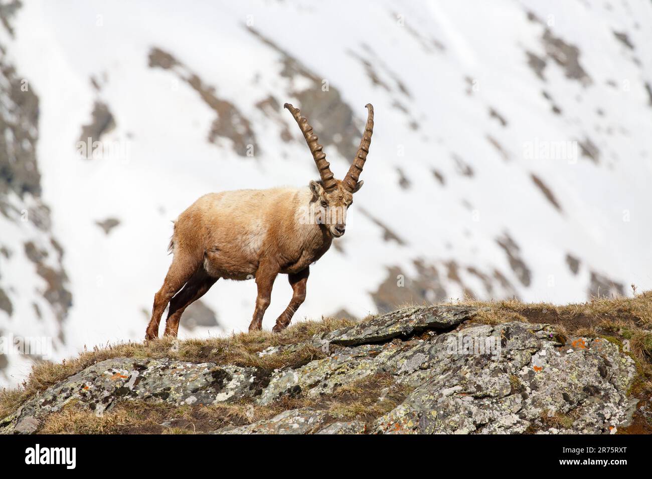 Alpine ibex on rock hi-res stock photography and images - Alamy