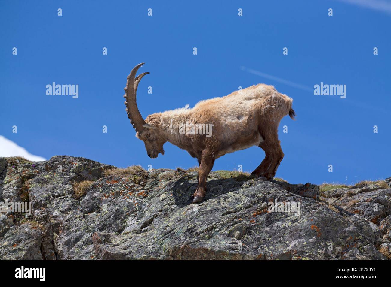 Alpine ibex, Capra ibex, descending on rock in front of blue sky ...