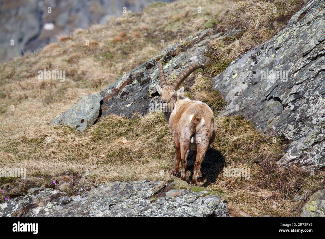 Alpine ibex, Capra ibex, standing in rocky terrain, from behind ...