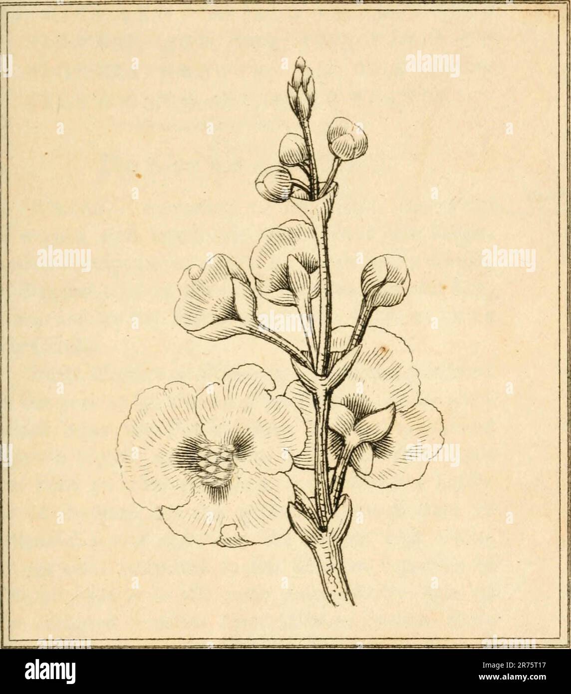 "Elements of the science of botany, as established by Linnaeus; with ...