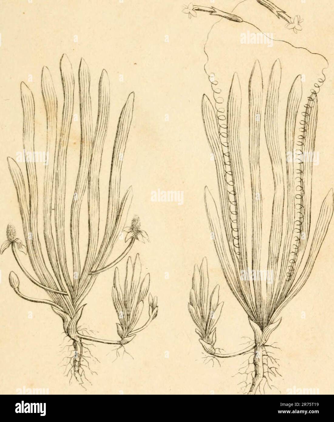 "Elements of the science of botany, as established by Linnaeus; with ...