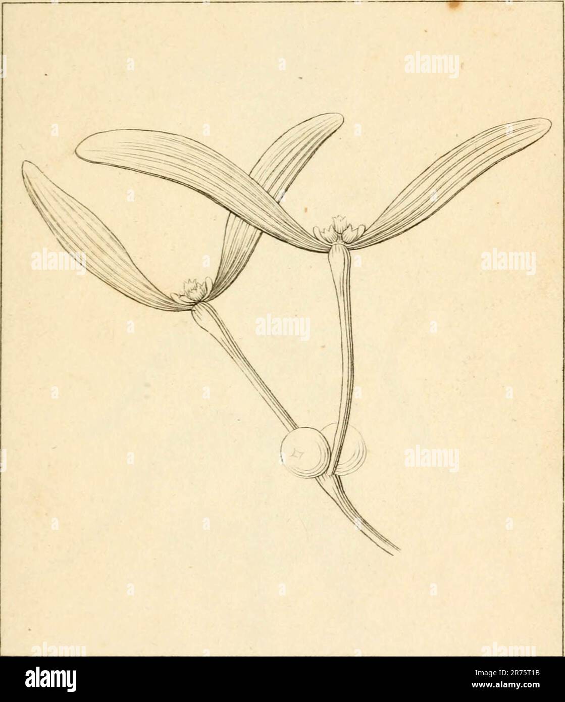 "Elements of the science of botany, as established by Linnaeus; with ...