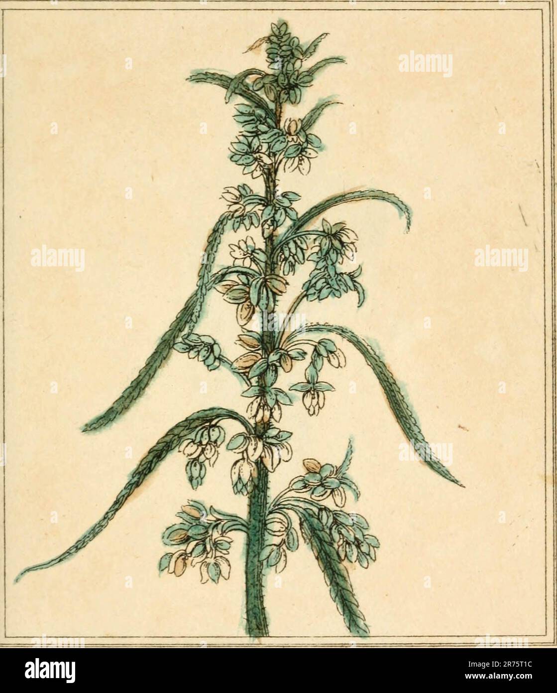 "Elements of the science of botany, as established by Linnaeus; with ...