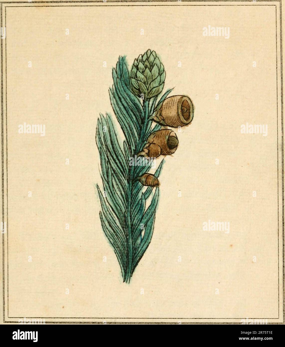 "Elements of the science of botany, as established by Linnaeus; with ...