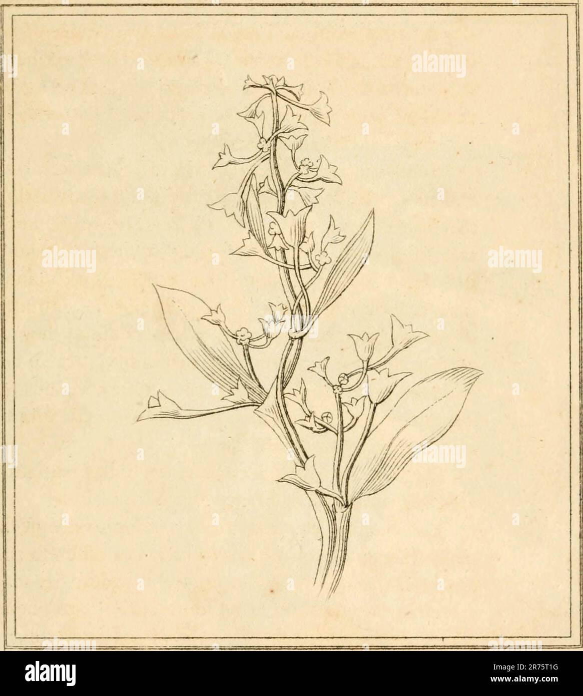 "Elements of the science of botany, as established by Linnaeus; with ...