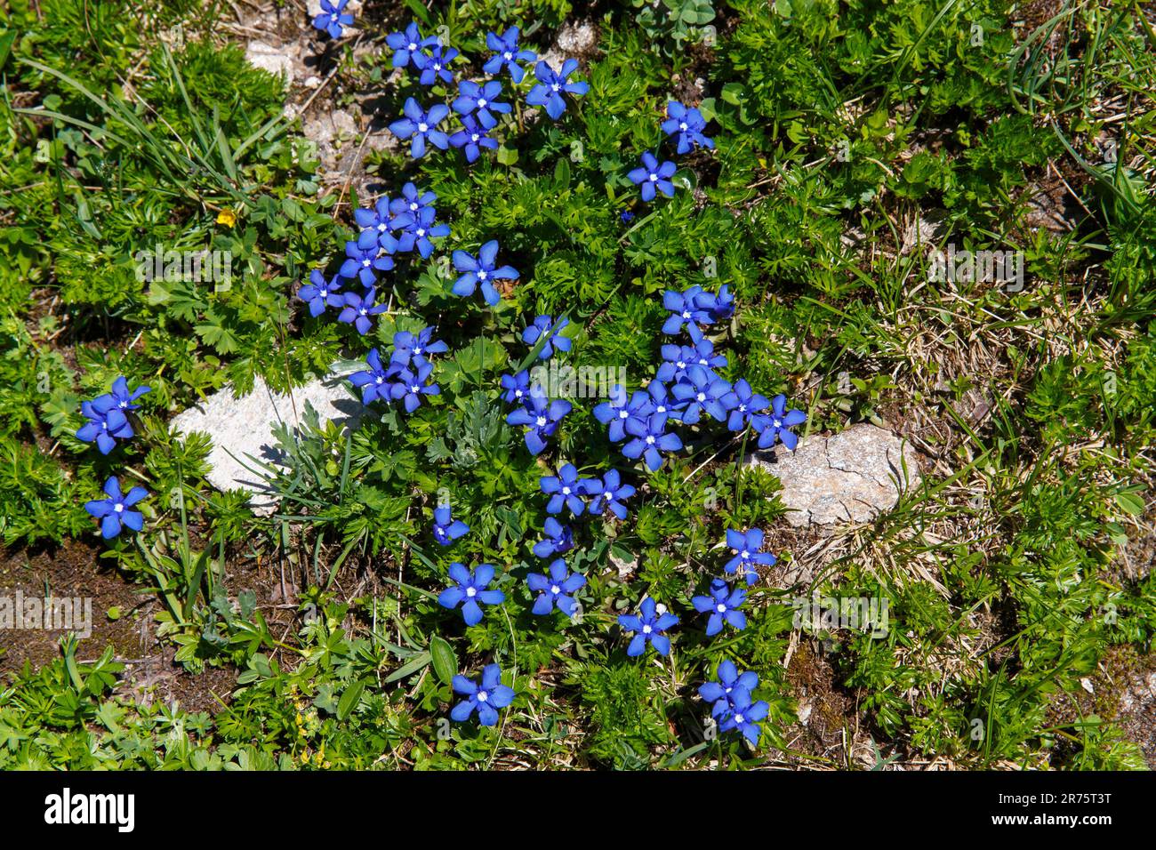 Spring gentian, Gentiana verna, photographed from above Stock Photo - Alamy