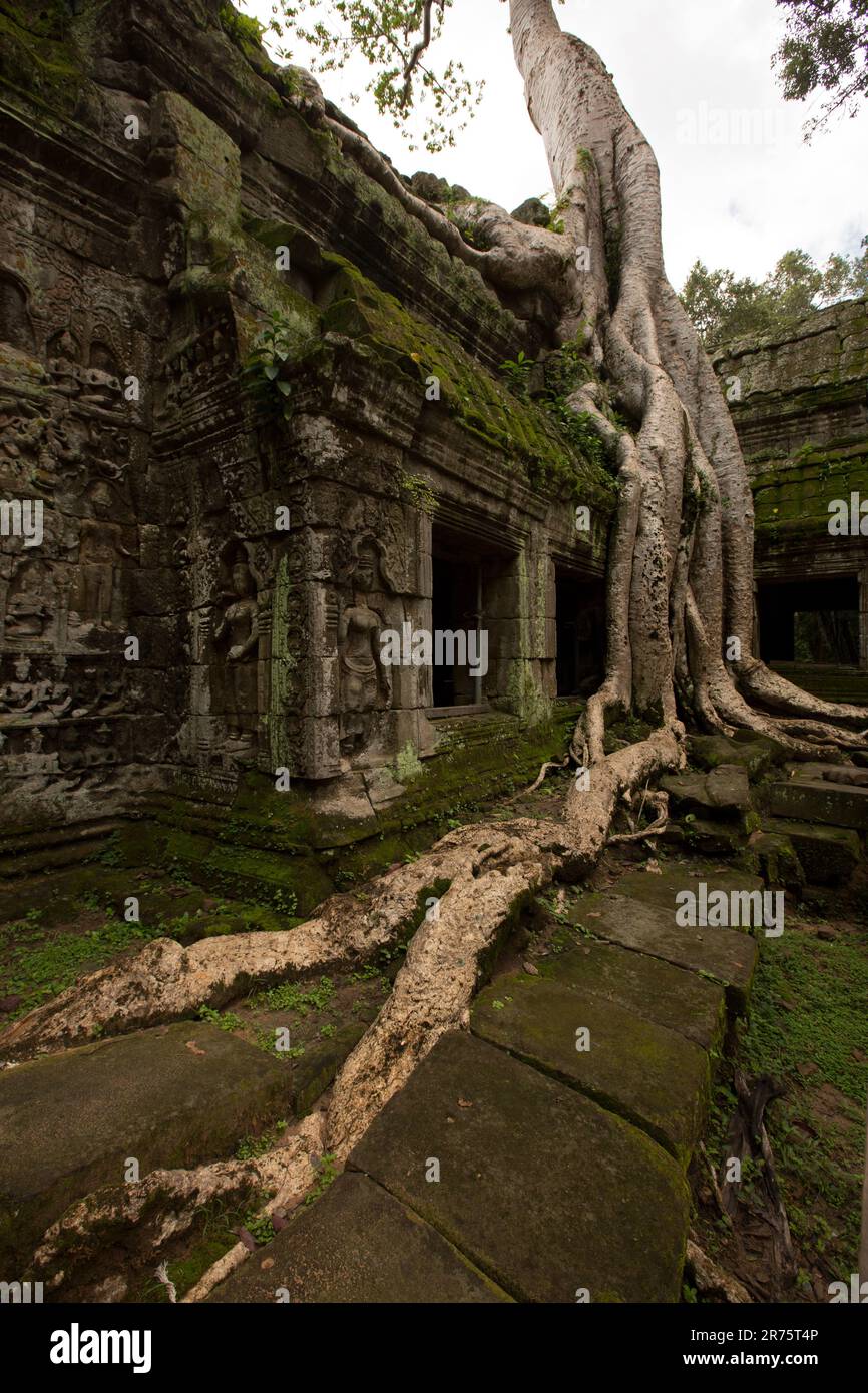 Ta Prohm complex is built by Jayavarman VII as a Buddhist monastery ...