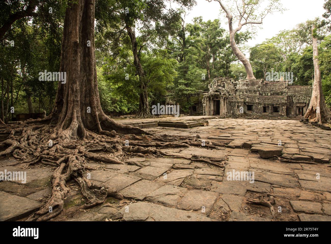 Ta Prohm complex is built by Jayavarman VII as a Buddhist monastery ...