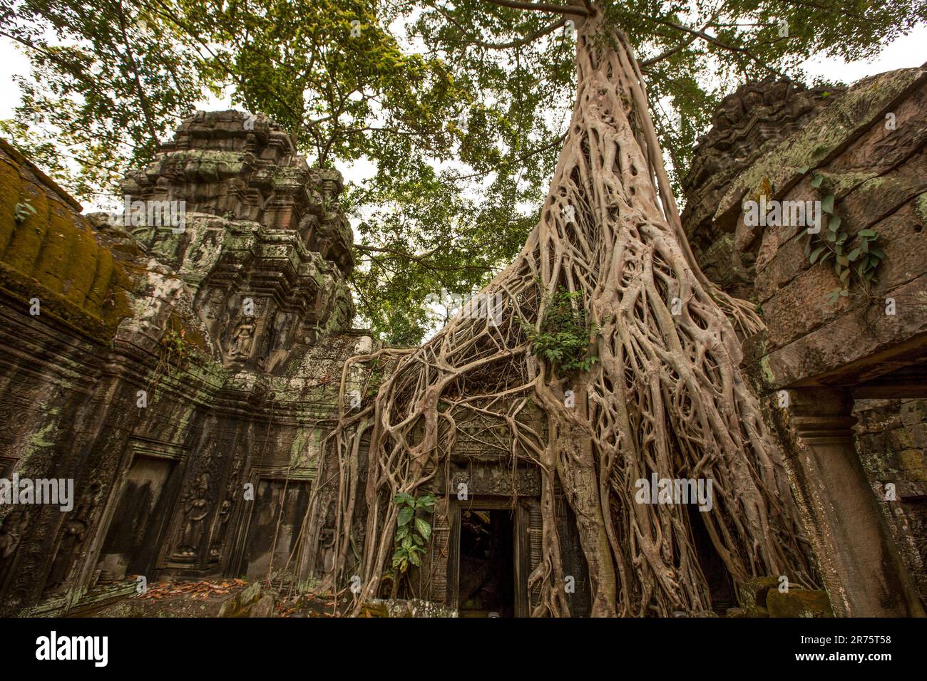 Ta Prohm complex is built by Jayavarman VII as a Buddhist monastery ...