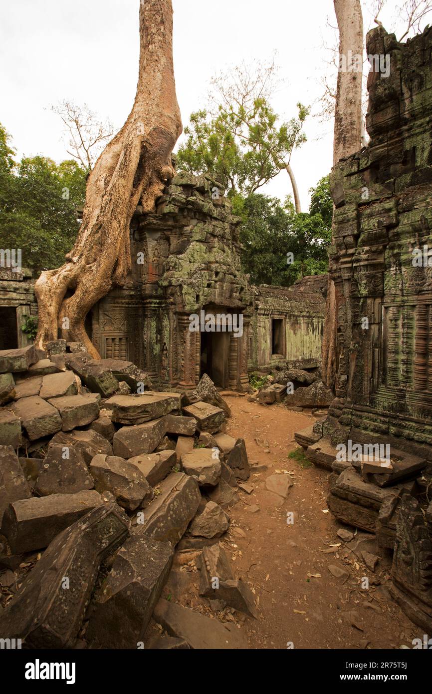 Ta Prohm complex is built by Jayavarman VII as a Buddhist monastery ...