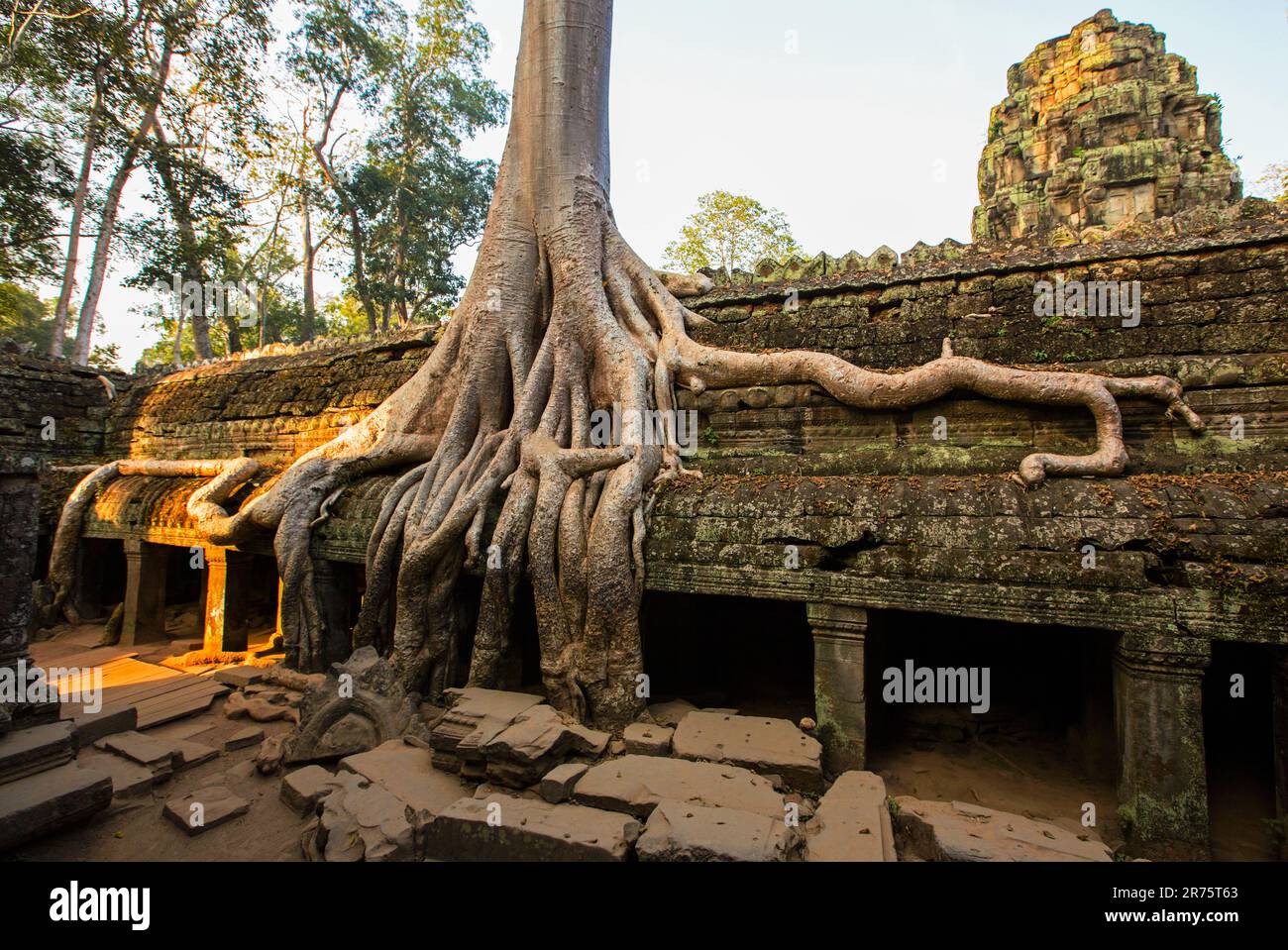 Ta Prohm complex is built by Jayavarman VII as a Buddhist monastery ...