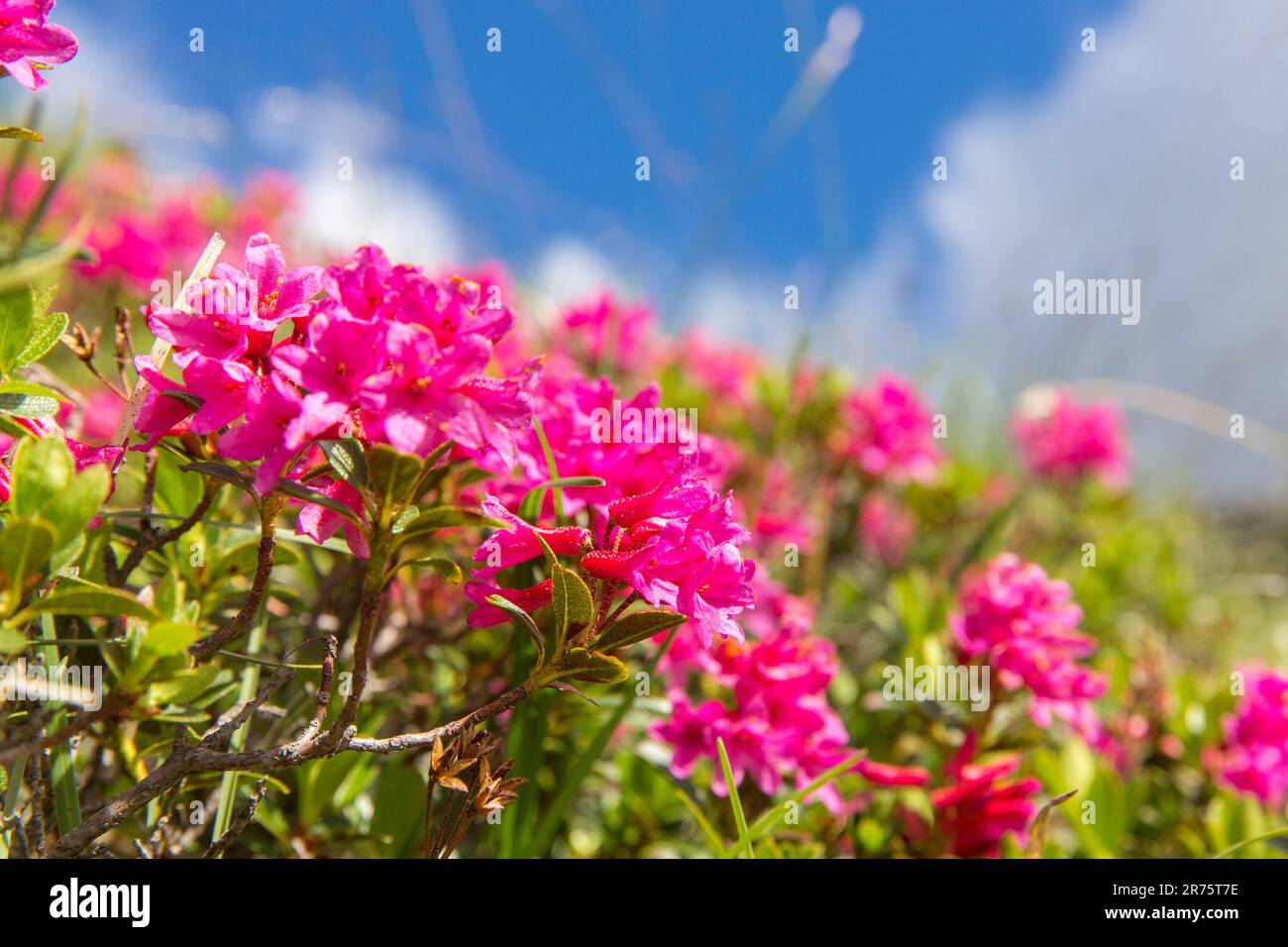 Rusty-leaved alpine rose, alpine bush, rhododendron ferrugineum in ...