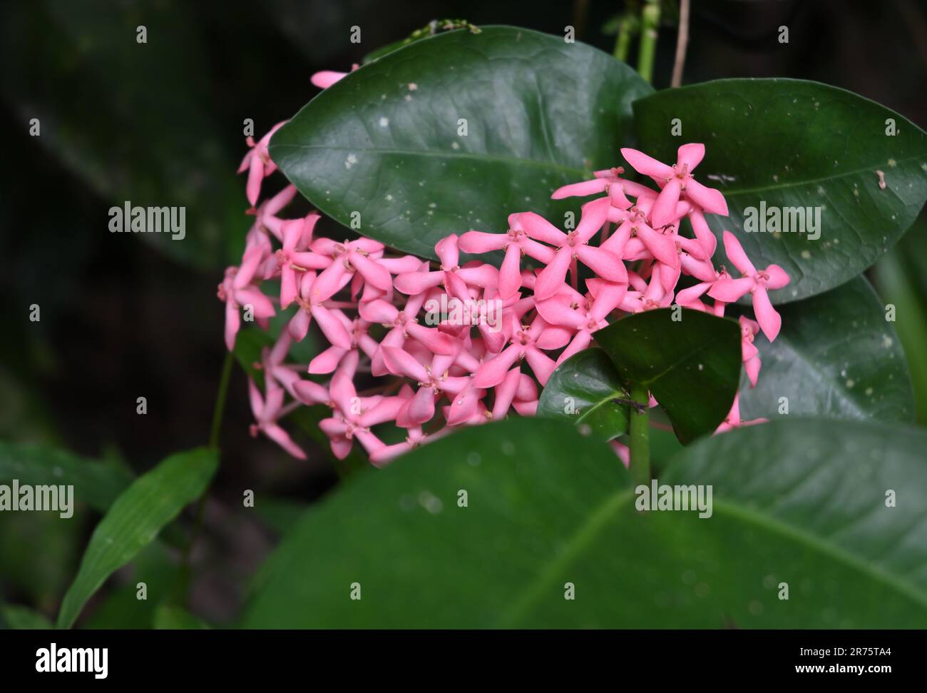 Pink color Jungle Geranium (Ixora Coccinea) flower cluster blooming ...