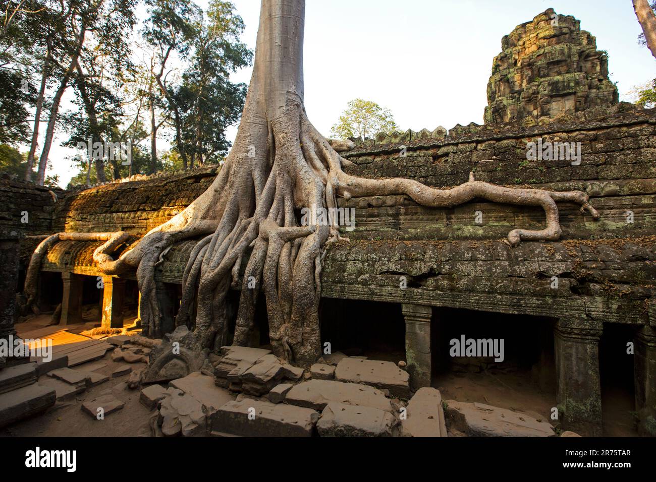 Ta Prohm complex is built by Jayavarman VII as a Buddhist monastery ...