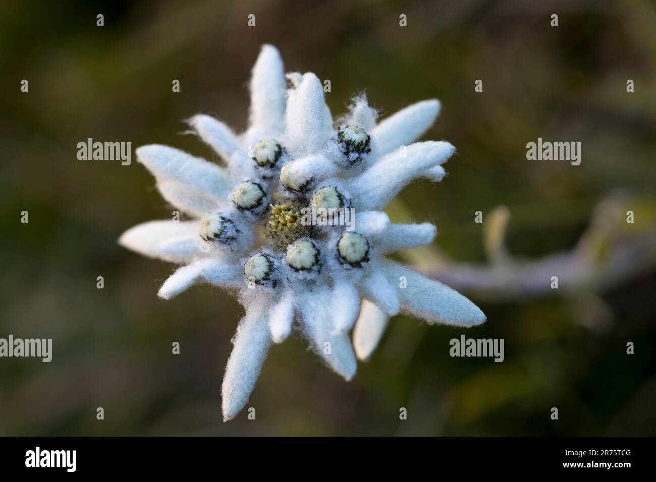 Edelweiss, alpine edelweiss, Leontopodium nivale, close-up, from above ...
