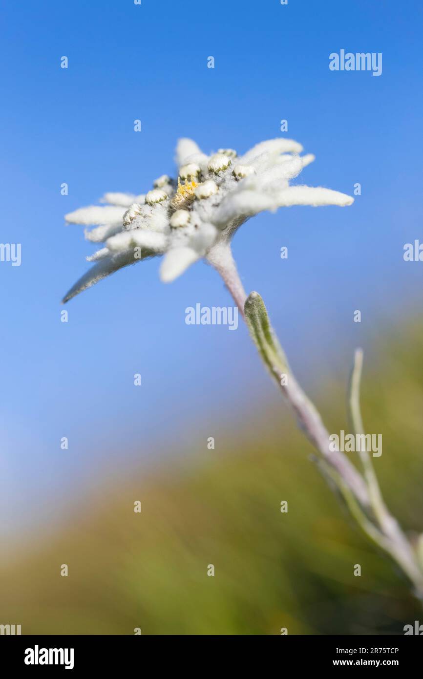 Edelweiss, alpine edelweiss, Leontopodium nivale, close-up, lateral ...