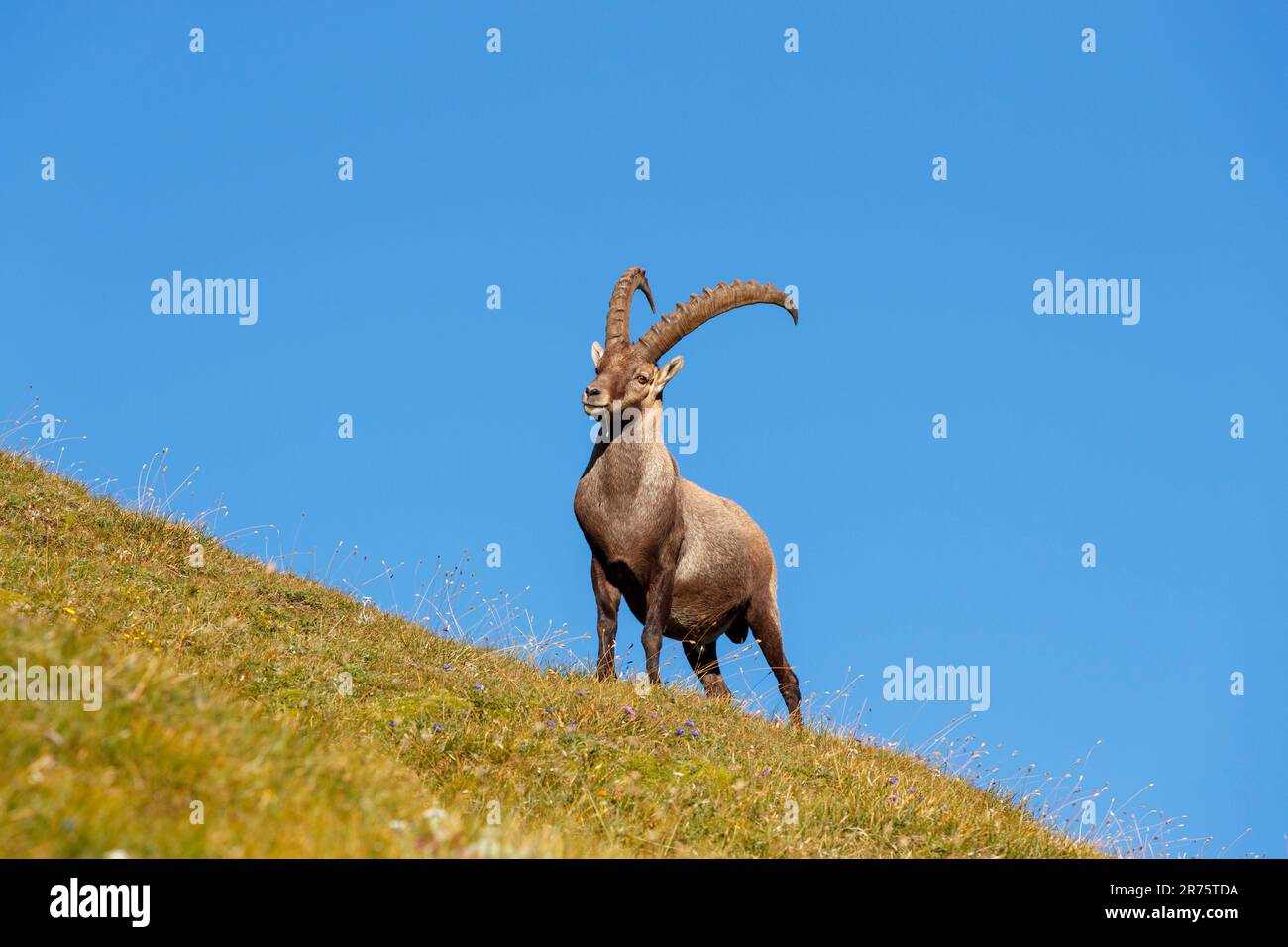 Alpine ibex, Capra ibex, standing in front of blue sky Stock Photo - Alamy