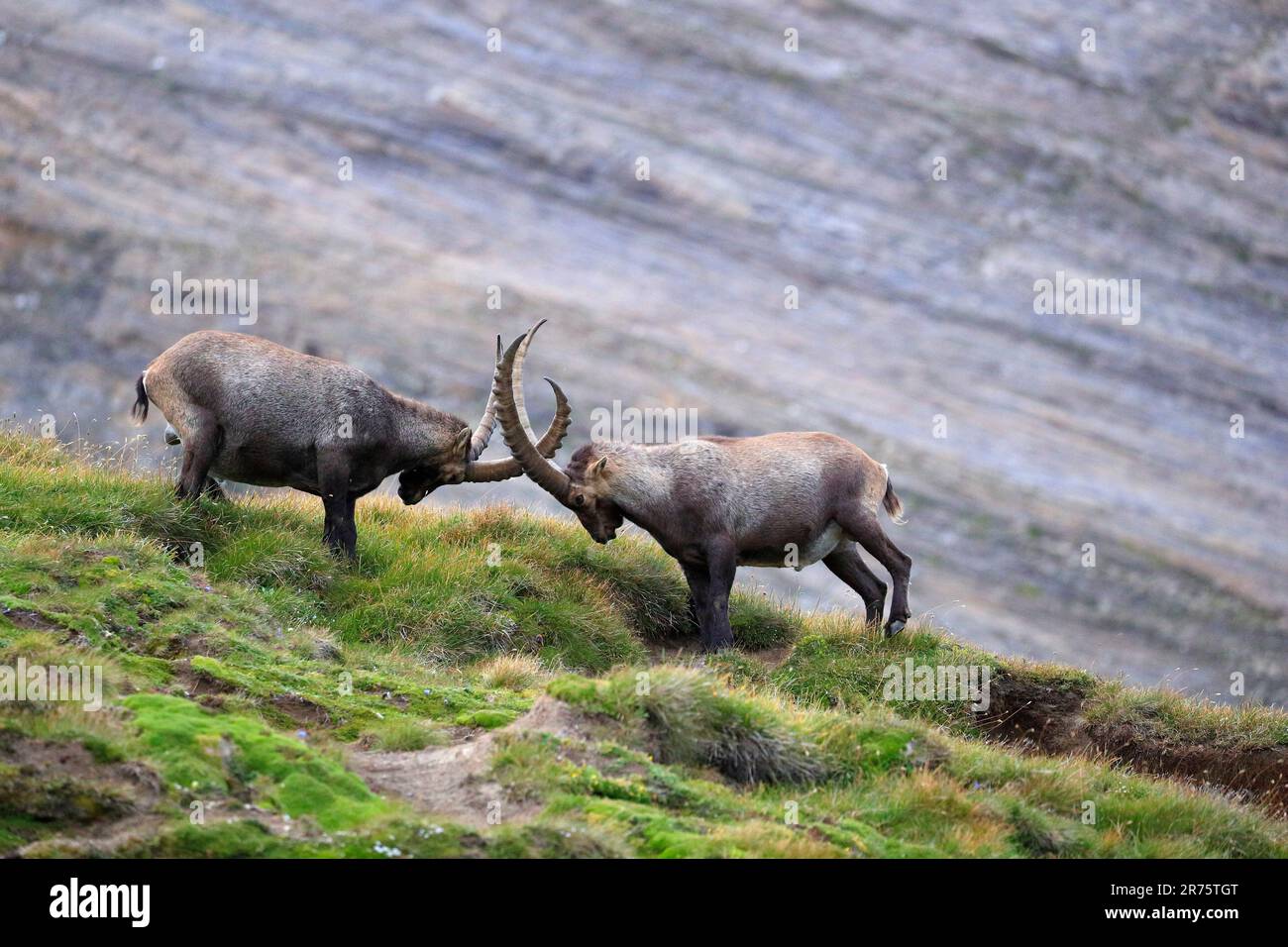 Alpine ibex, Capra ibex, two ibexes fighting with tangled horns, side ...