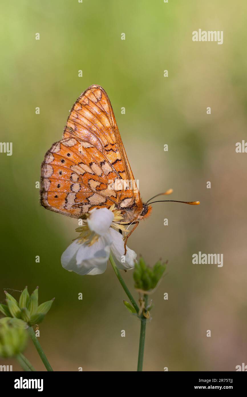 Butterfly marsh fritillary butterflies hi-res stock photography and ...