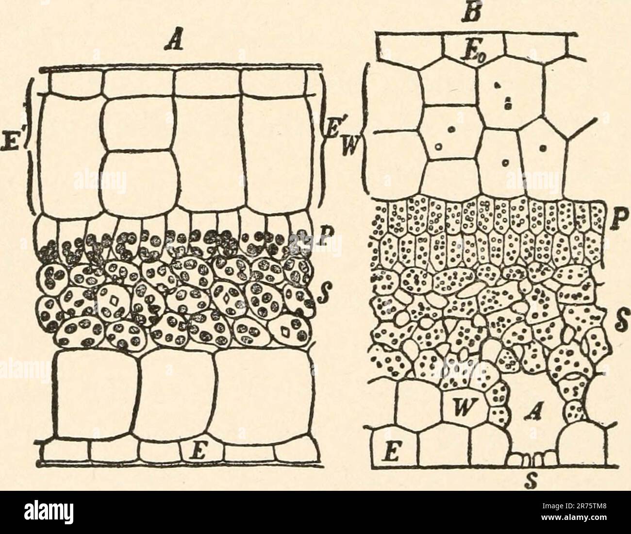 "Elements of plant anatomy;" (1895 Stock Photo - Alamy
