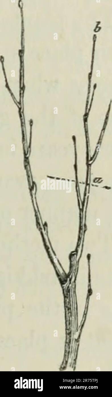 "Elements of practical agriculture; comprehending the cultivation of ...