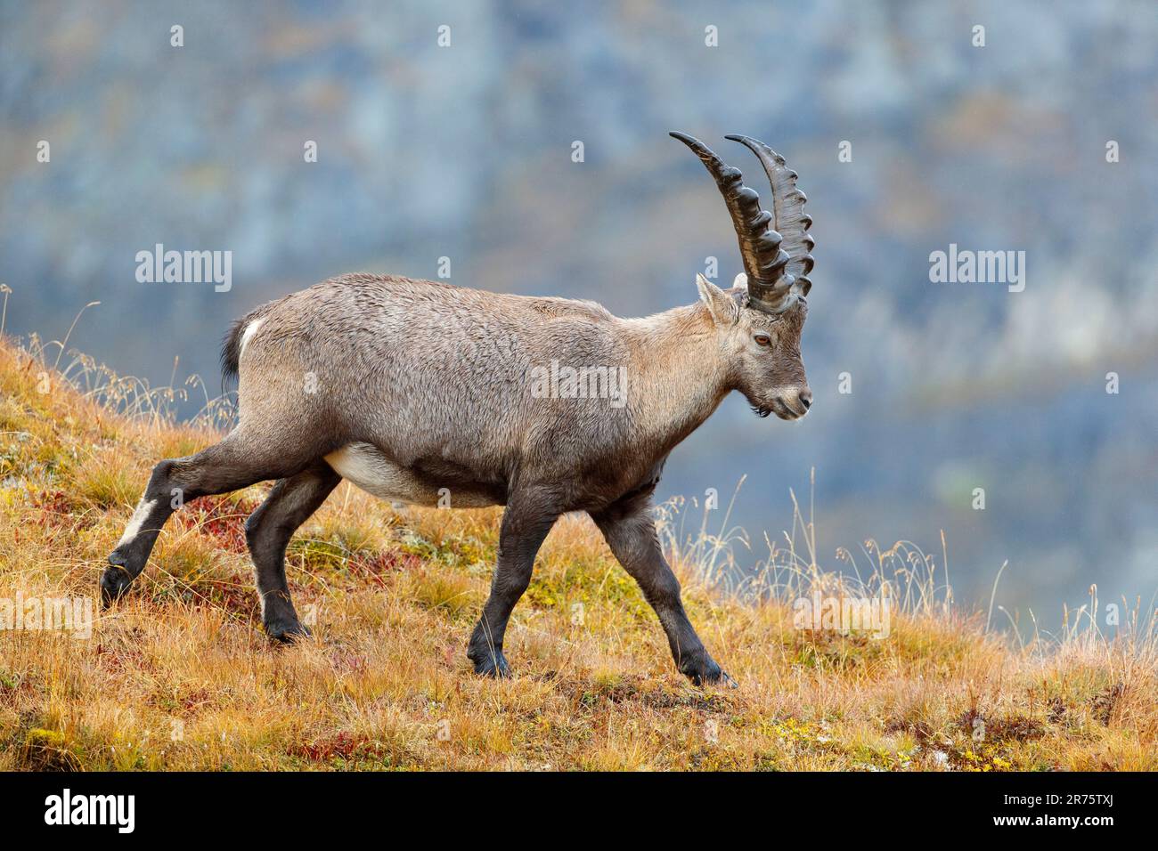 Alpine ibex, Capra ibex walks on autumn mountain meadow, sideways Stock ...