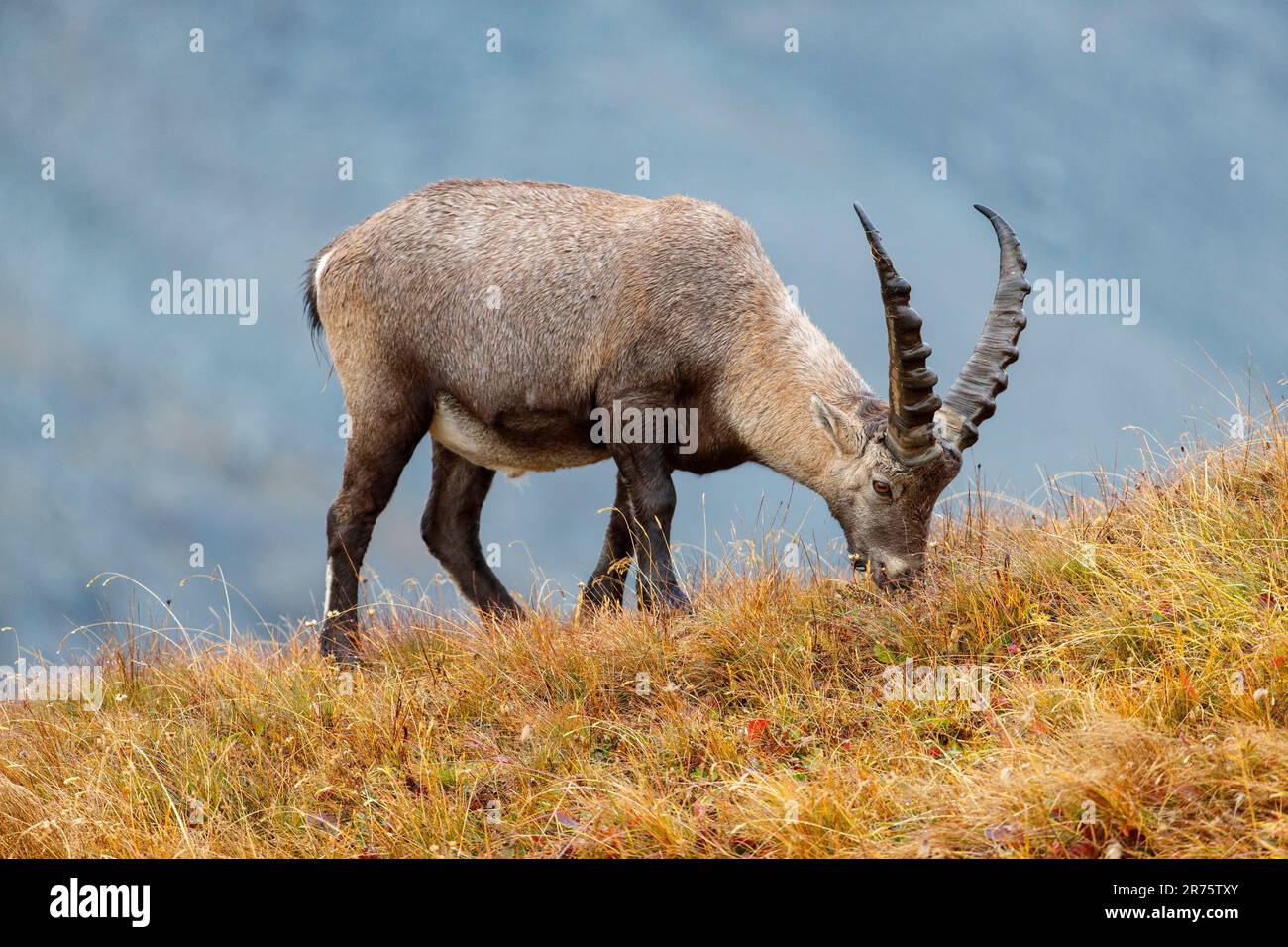 Alpine ibex capra feeding hi-res stock photography and images - Alamy