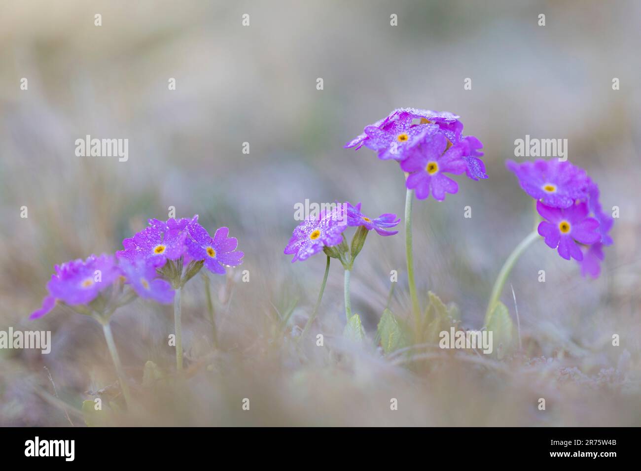 bird's-eye primrose, Primula farinosa, close up, lateral view Stock ...