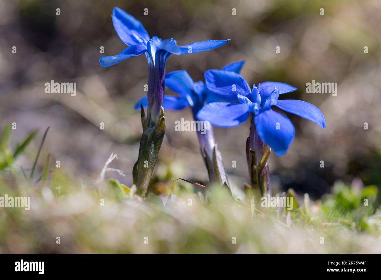 spring gentian, Gentiana verna, close-up, lateral view Stock Photo - Alamy