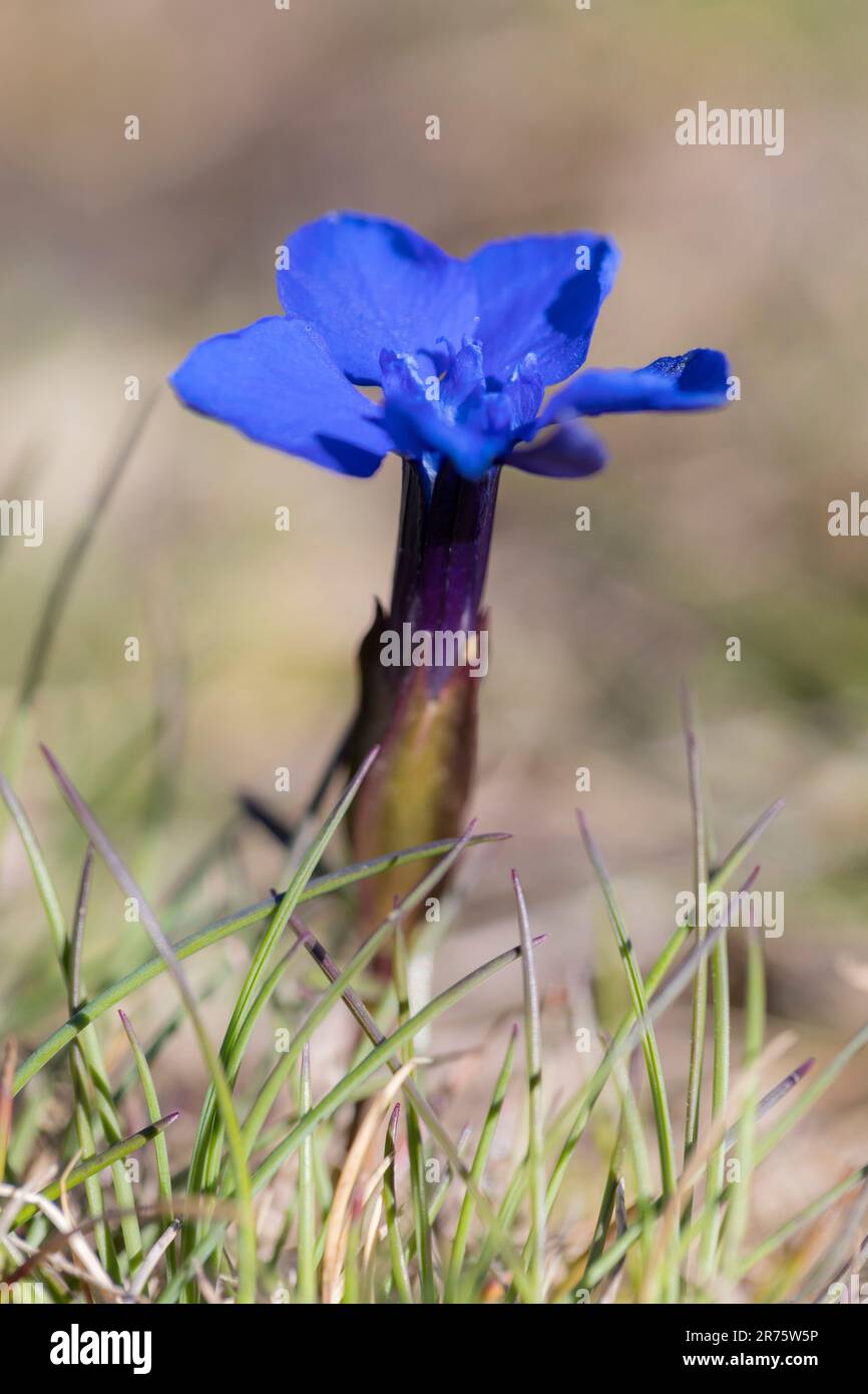 Spring gentian, Gentiana verna, single flower, close-up lateral view ...